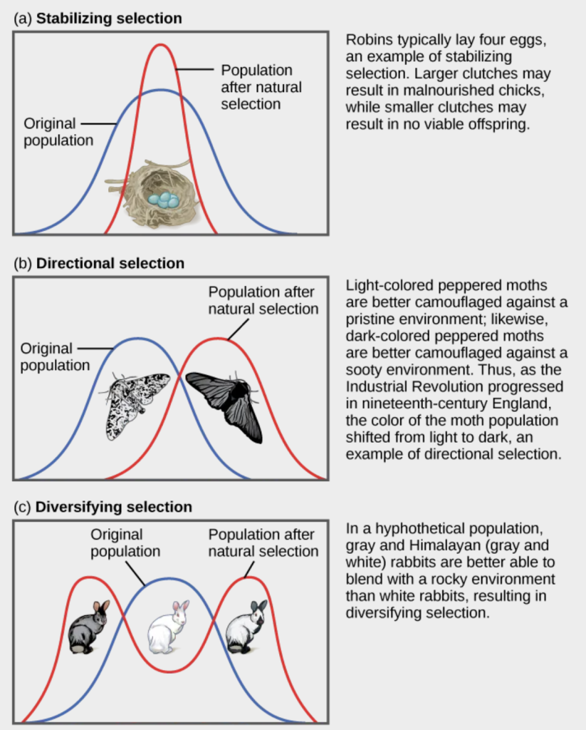 Chapter 3: Natural Selection – Introductory Biology 2