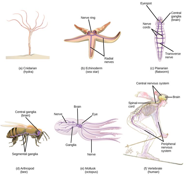 Chapter 22: Action Potentials and Nervous Systems – Introductory Biology 2