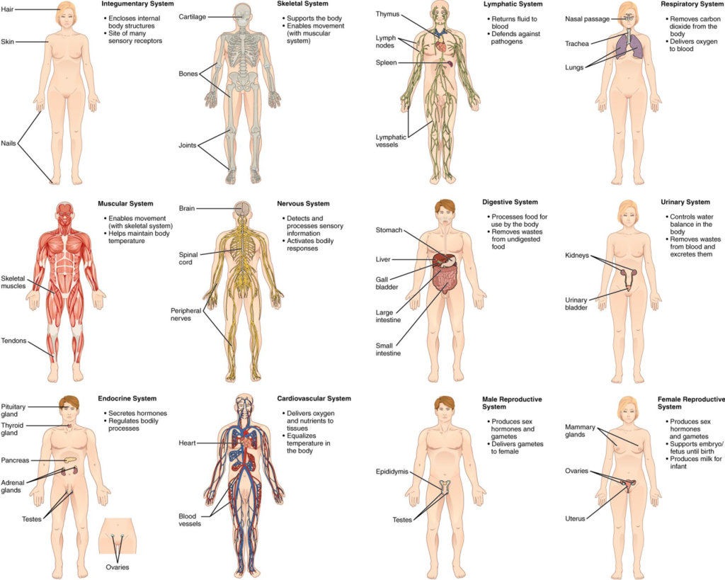Chapter 20: Plant Structure and Function/Animal Body System ...